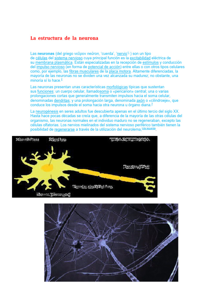 La Estructura de La Neurona | PDF | Sinapsis | Neurona