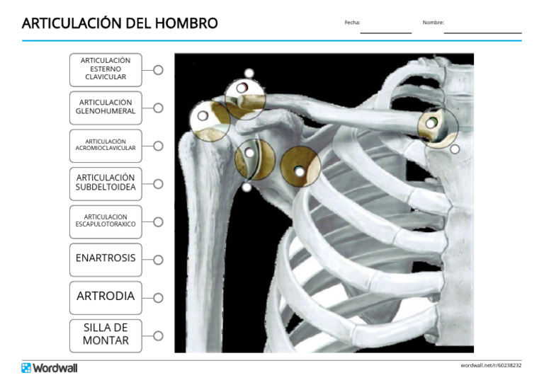 articulación-del-hombro-diagrama-con-etiquetas | PDF