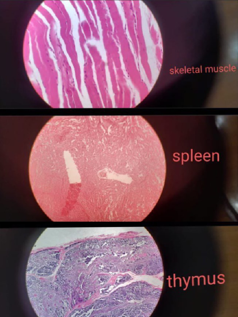 Block 2 Histo Slides Ospeology | PDF