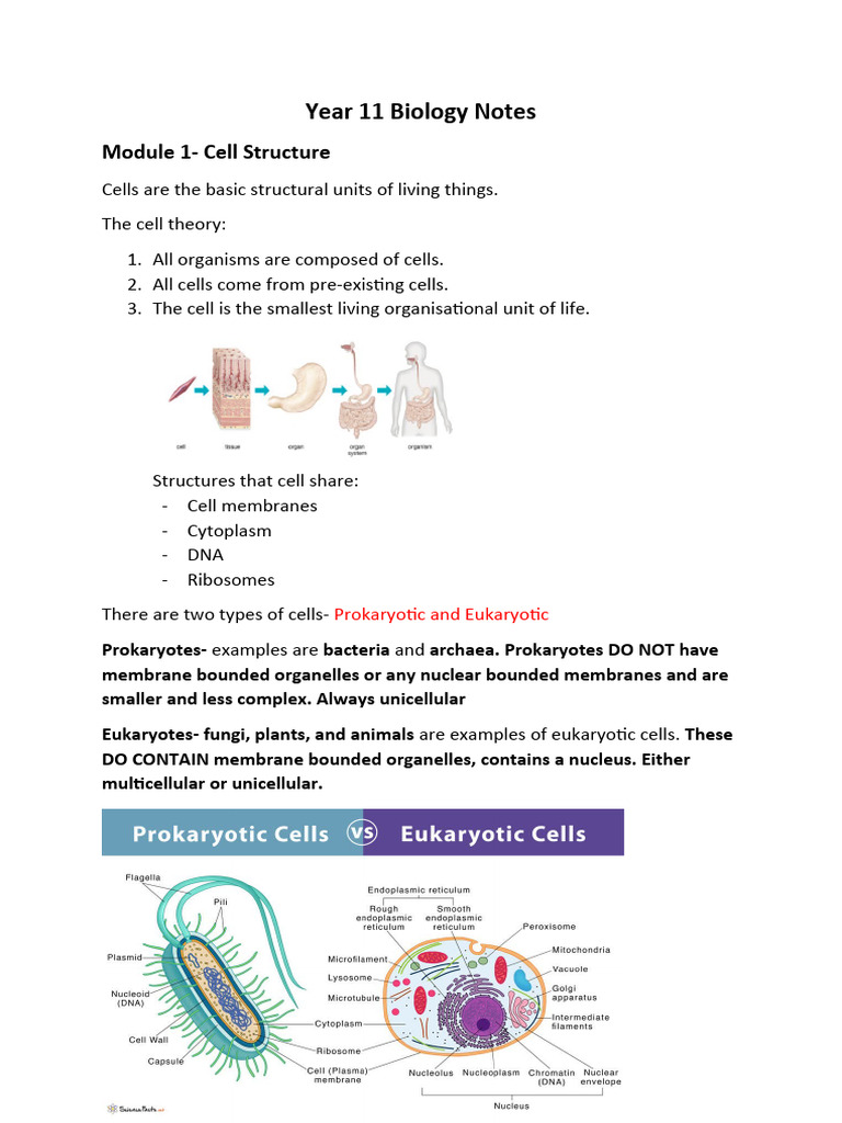 Year 11 Biology Notes | Download Free PDF | Cell Membrane | Cell (Biology)