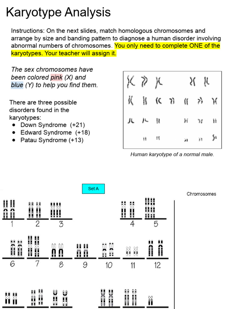 Kariotipo Analizė | PDF | Karyotype | Cytogenetics