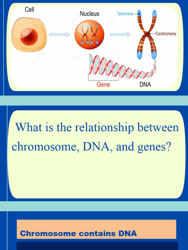 Q3 W4.chromosomal-Mutation | PDF | Chromosome | Mutation