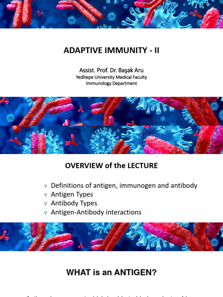 Adaptive Immunity II - Humoral Immunity | PDF | Antigen | Antibody