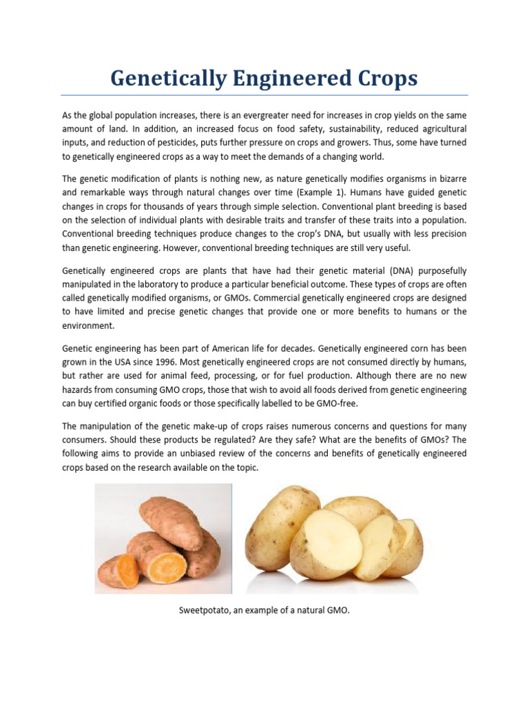 Genetically Engineered Crops | PDF | Agriculture | Genetically Modified ...