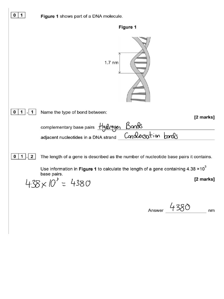 Past Paper Questions | PDF