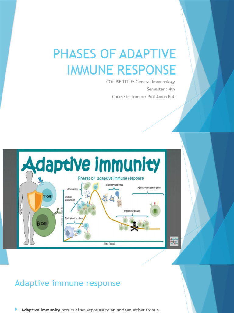Phases of Adaptive Immune Response | PDF | Immune System | Adaptive Immune System