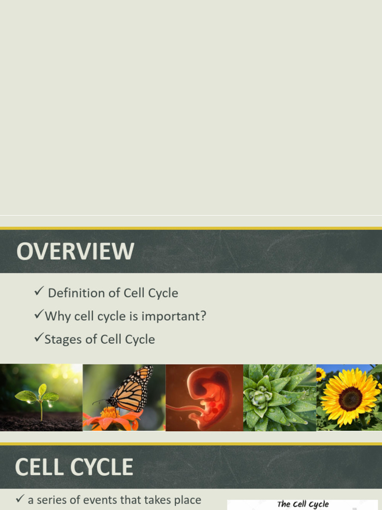 Cell Division | PDF | Mitosis | Meiosis