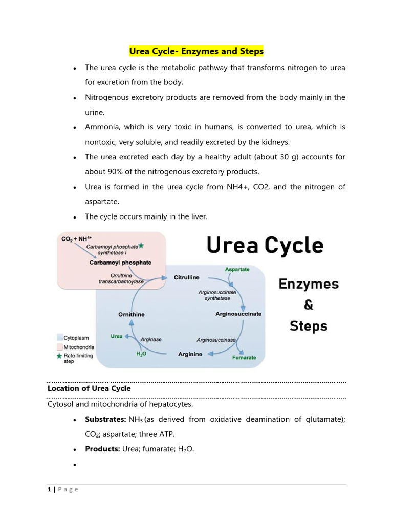 Urea Cycle | PDF | Urea | Arginine