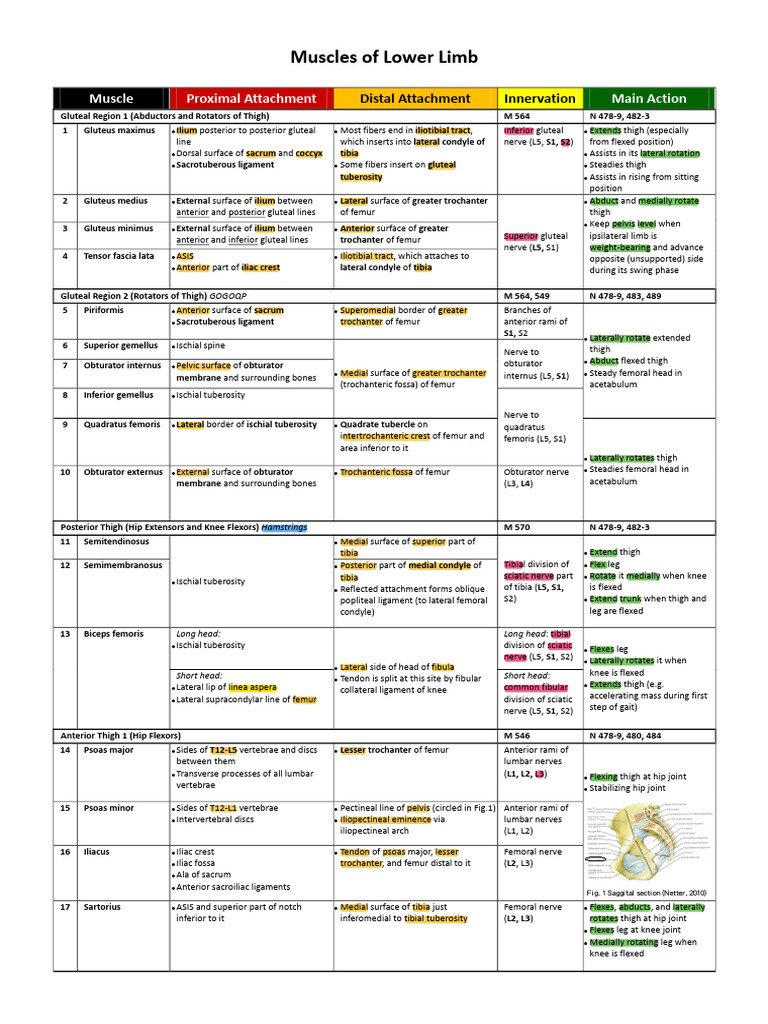 Muscle Table (Detail) 2 | PDF | Vertebra | Foot