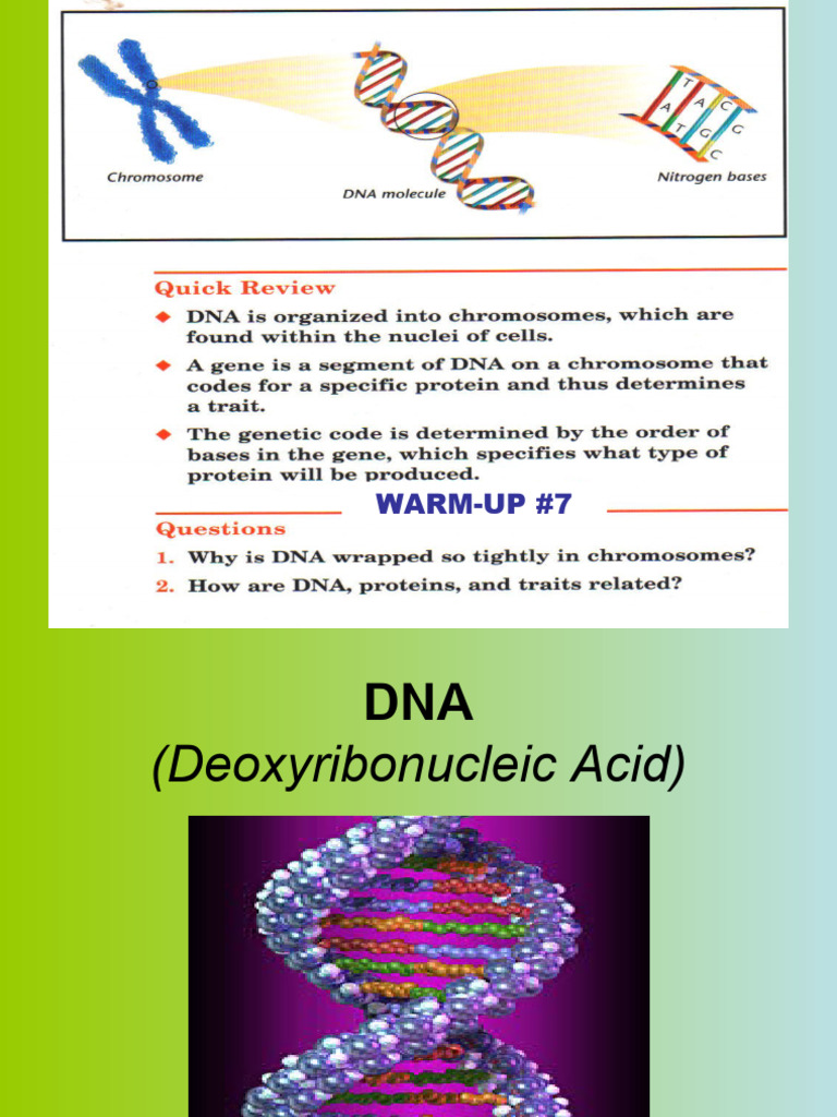 DNA Notes | PDF | Dna | Translation (Biology)