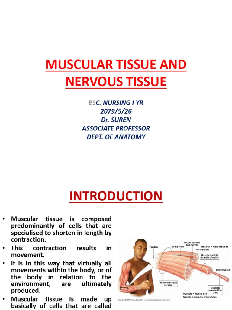 MUSCULAR TISSUE AND NERVOUS TISSUE | PDF | Muscle | Neuron