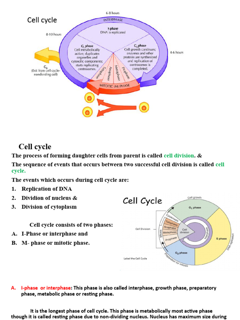 Cell Cycle and Mitosis | PDF | Mitosis | Cell Cycle