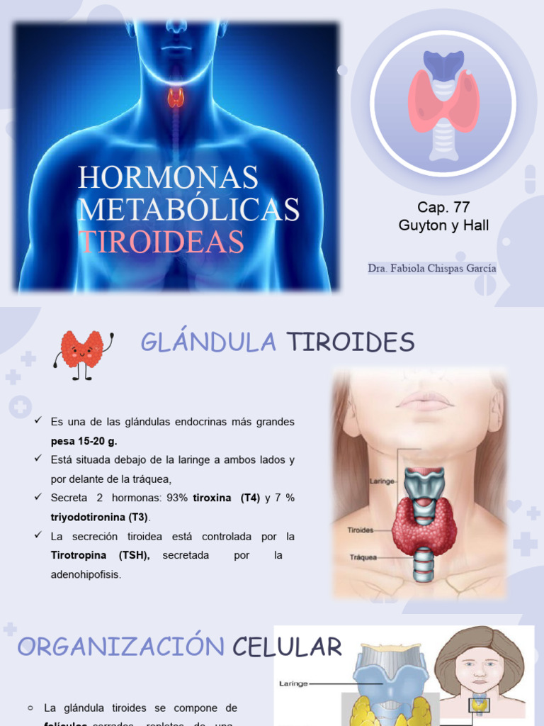 Hormonas Metabolicas Tiroideas | PDF | Hormona estimulante de la tiroides | Tiroides