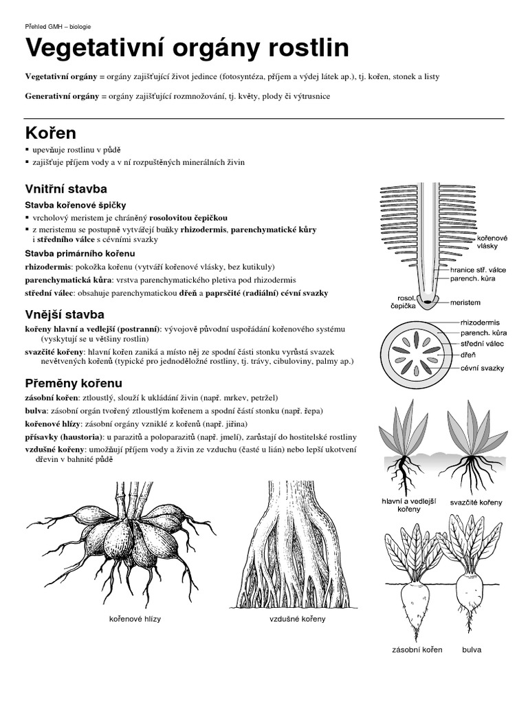 2bot 02 Veget Organy | PDF