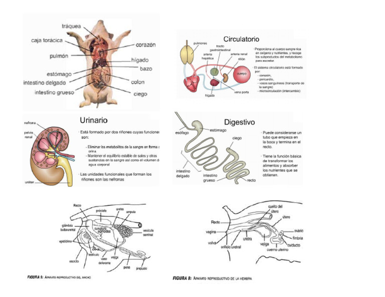Fig Anatomia Cerdo | PDF