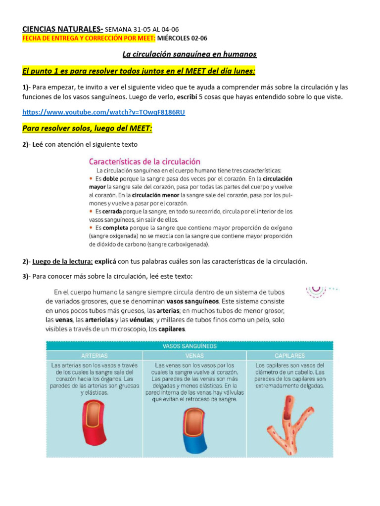 Circulación Sanguínea Humana | PDF
