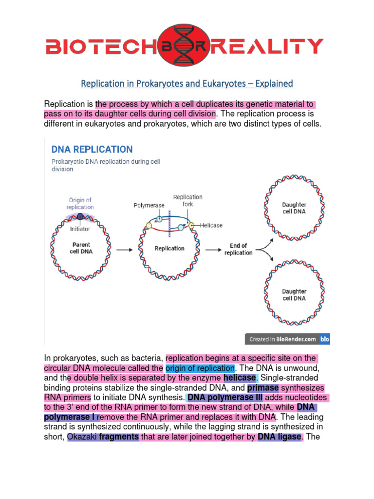 Replication in Prokaryotes and Eukaryotes Explained | PDF