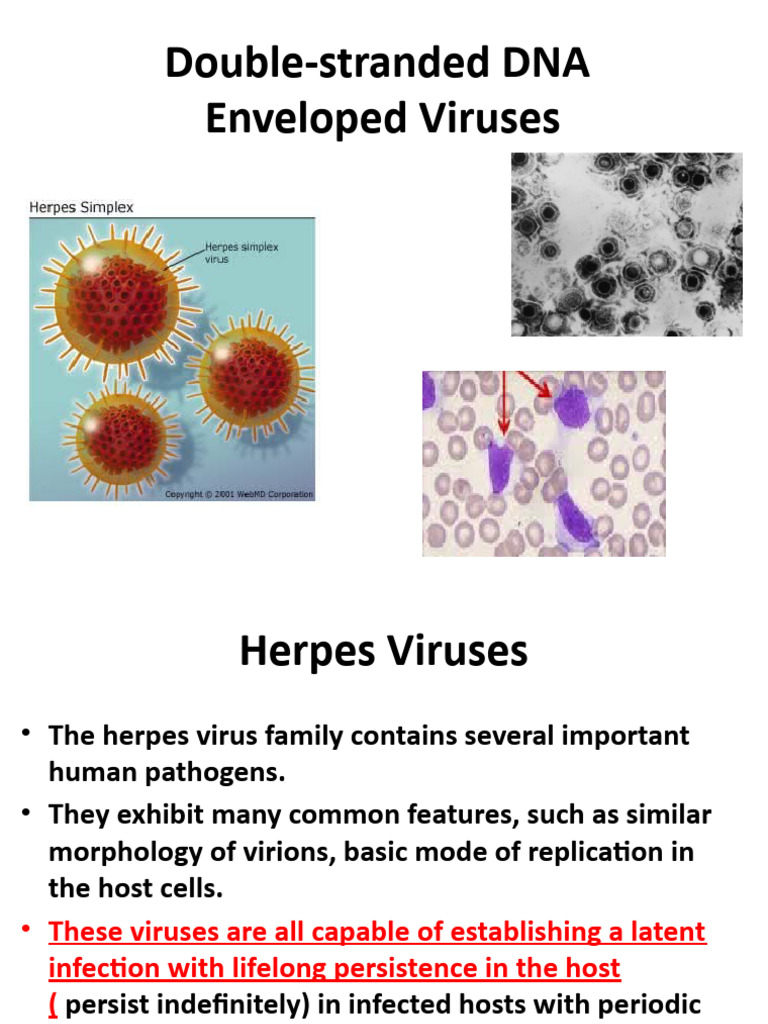Overview of Herpes Viruses and Infections | PDF | Virus | Health Sciences