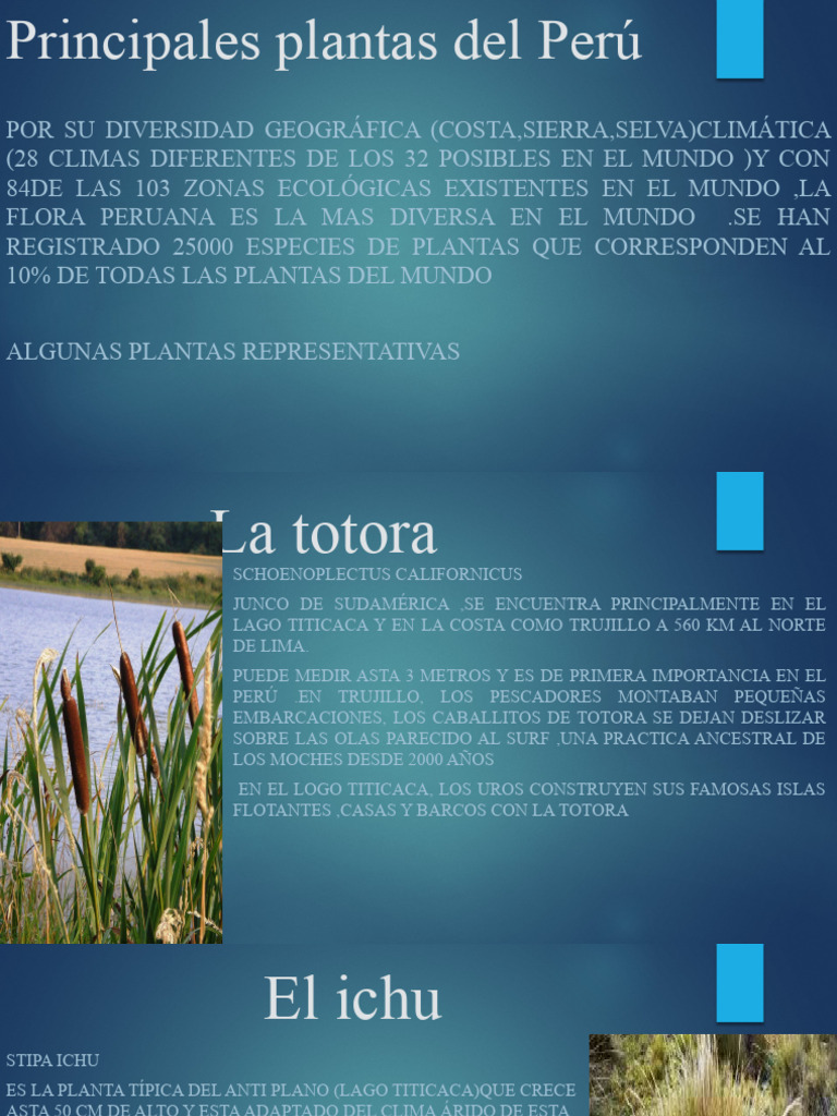 Principales plantas del Perú | PDF