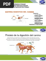 Anatomía de la Faringe y Laringe en Perros | PDF | Laringe ...