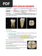 Anatomía del Primer Molar Inferior | PDF