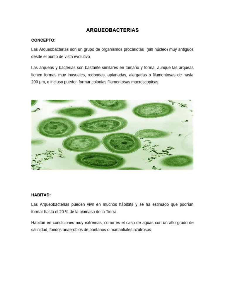 Arqueobacterias: Características y Hábitats | PDF | Archaea | Las bacterias