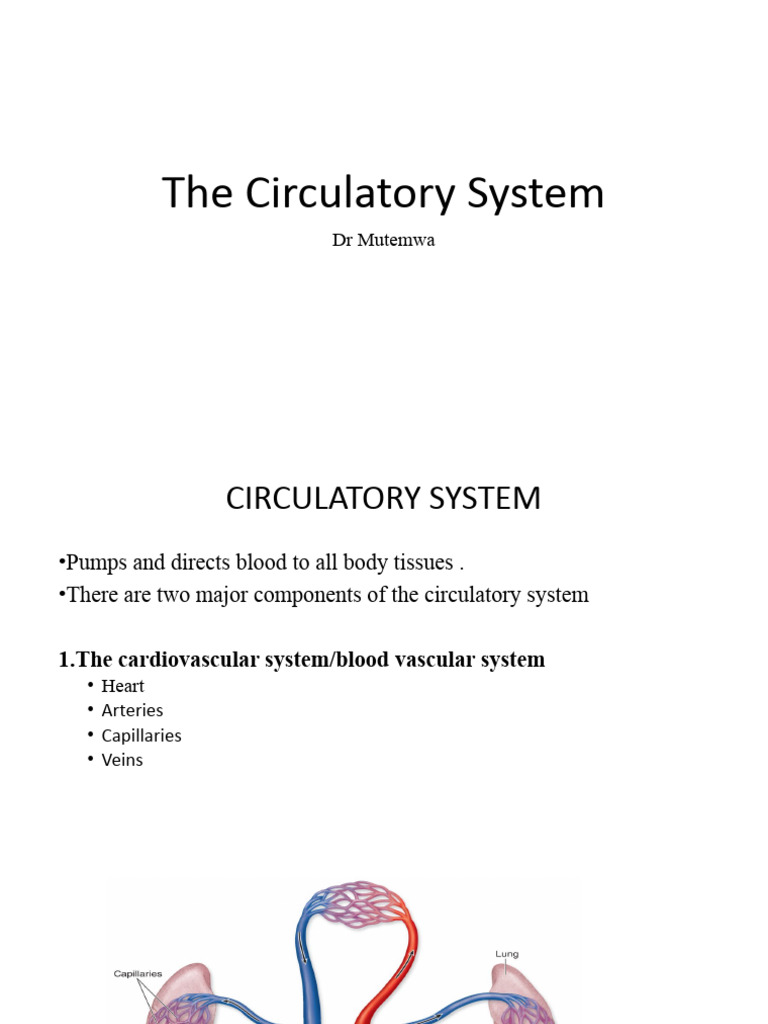 Circulatory System | PDF | Coronary Circulation | Heart