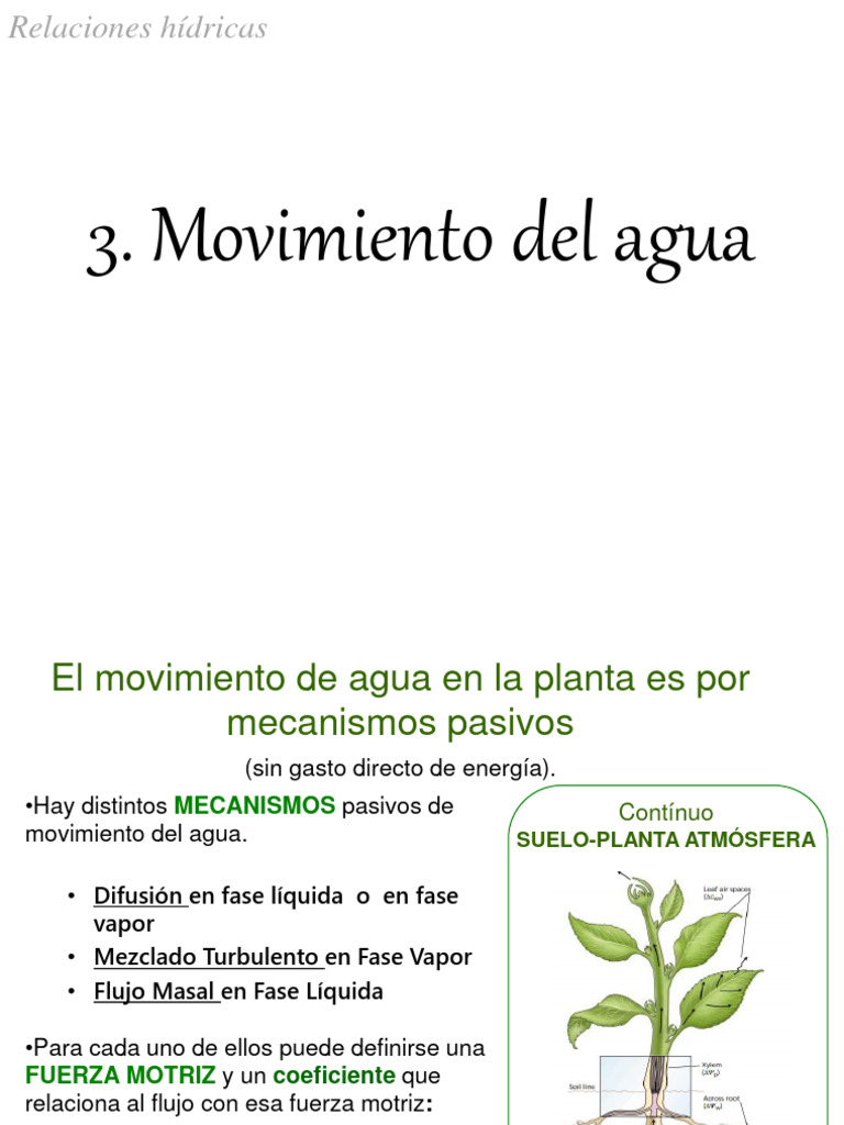 Agua 2-mmk 2024 2C | PDF | Estoma | Hoja