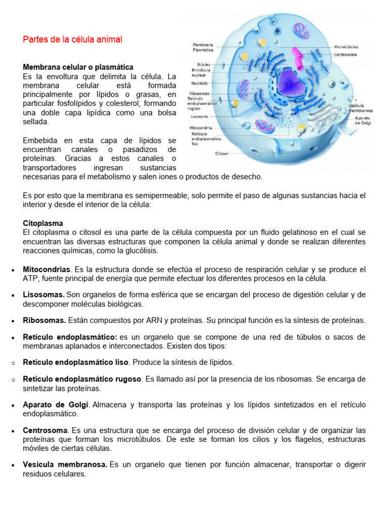 Partes de La Célula Animal | Descargar gratis PDF | Biología Celular ...