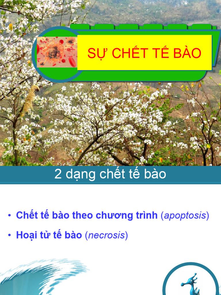 APOPTOSIS Su Chet Te Bao | PDF