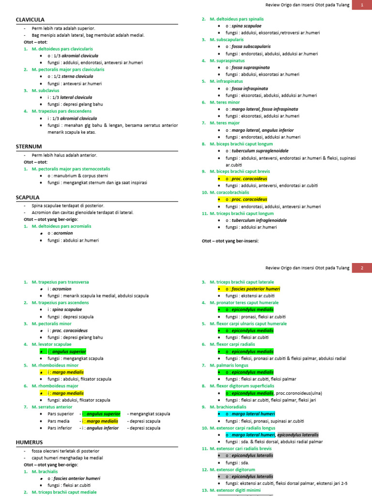 Dokumen - Tips - Anatomi Origo Dan Insersi | PDF
