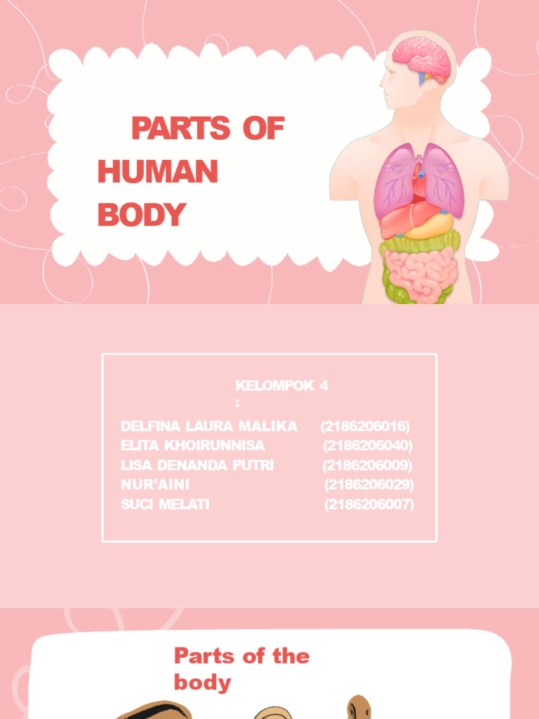 Essential Human Body Parts Explained | PDF | Stomach | Gastrointestinal ...