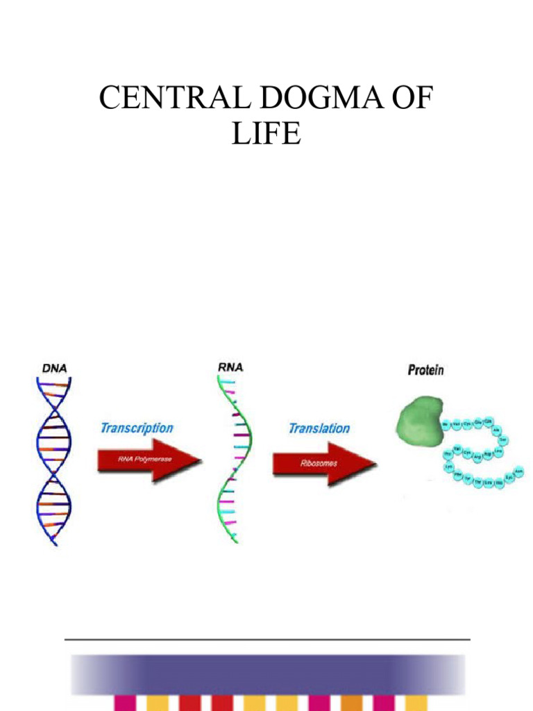 Central Dogma of Life For Students | PDF