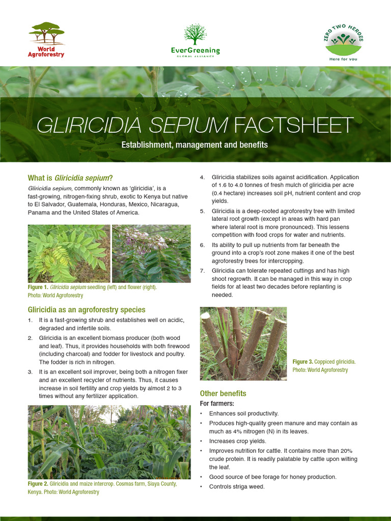 Gliricidia-sepium-Factsheet | PDF | Soil | Fertilizer