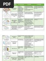 Núcleos del Rafe: Anatomía y Funciones | PDF | Serotonina | Hipotálamo
