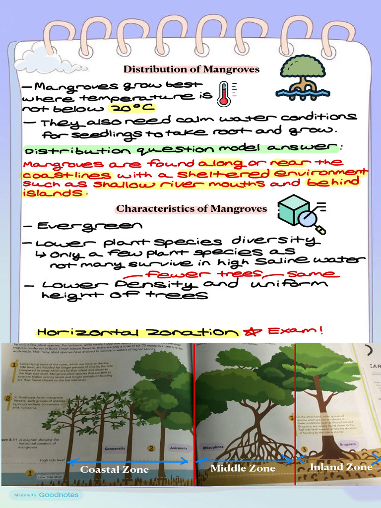 Chapter 5 Mangroves | PDF | Mangrove | Root