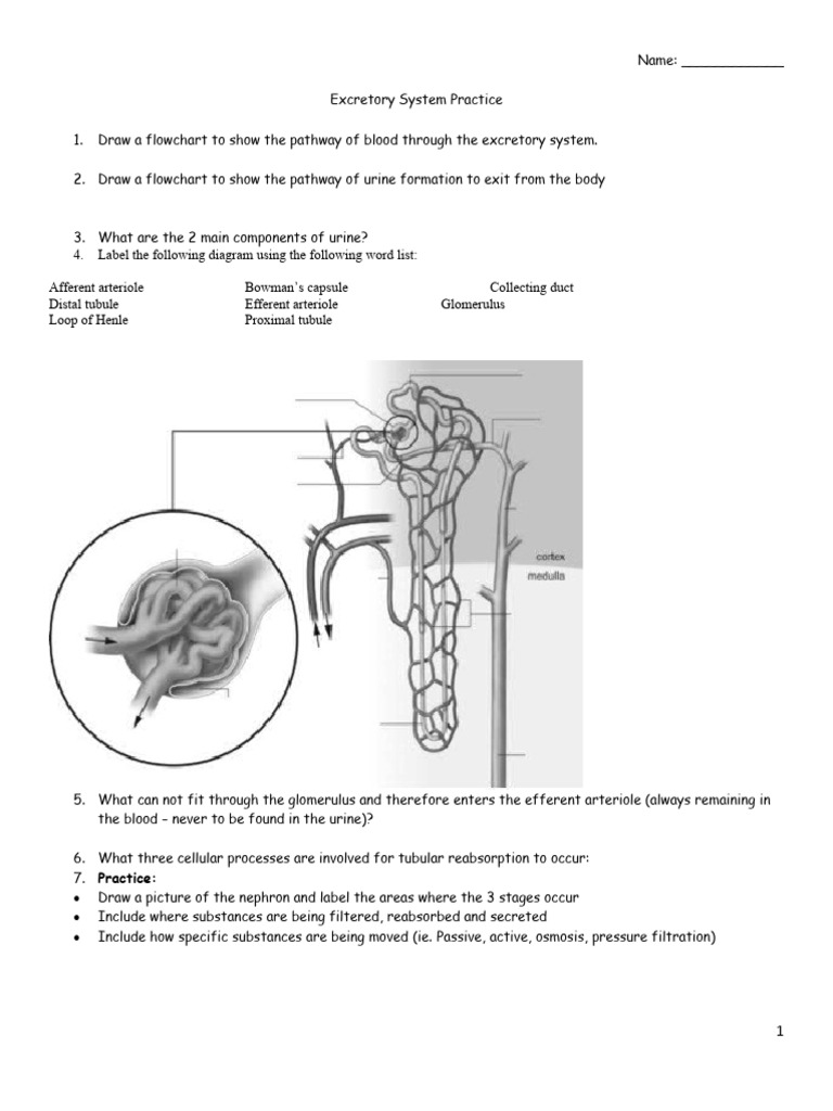 ExcretionPractice20211 2 | PDF | Kidney | Urinary System