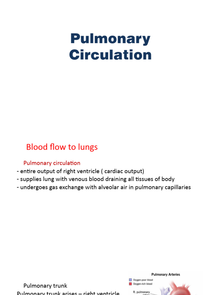 Pulmonary Circulation | PDF | Lung | Vein
