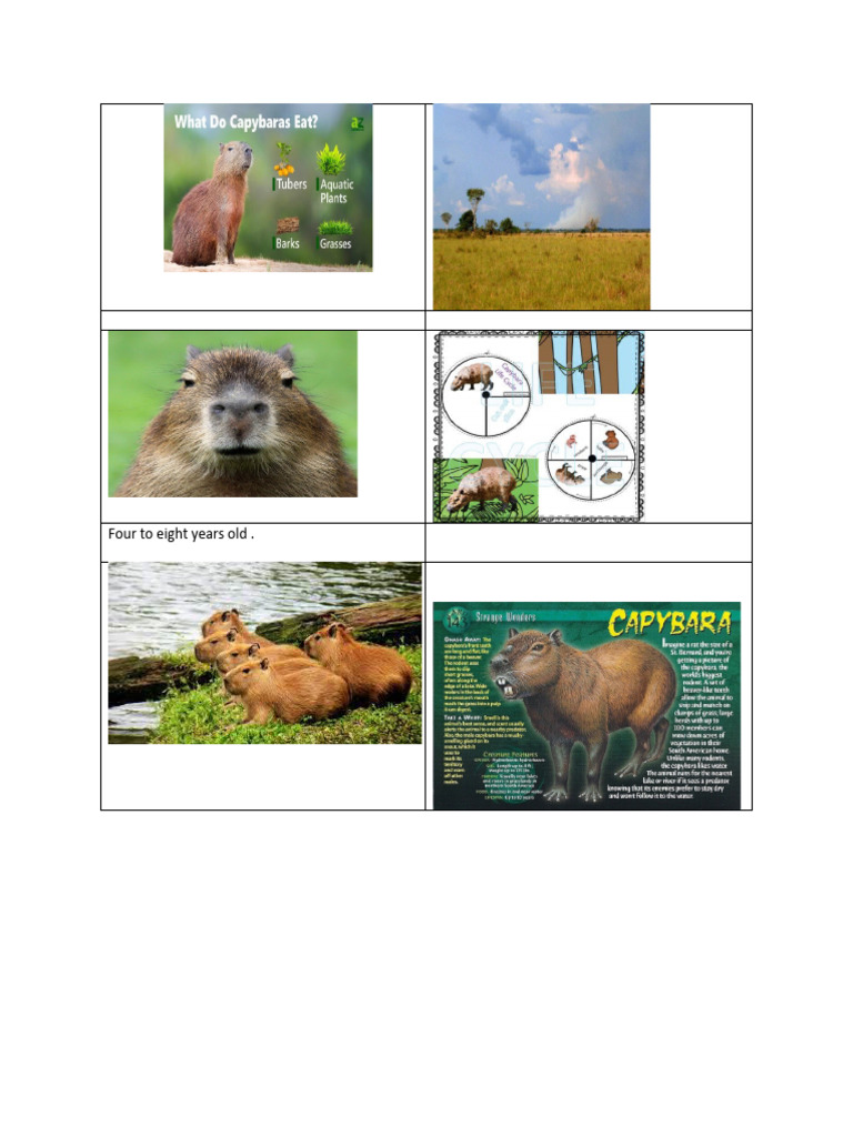 Capybara Project | PDF