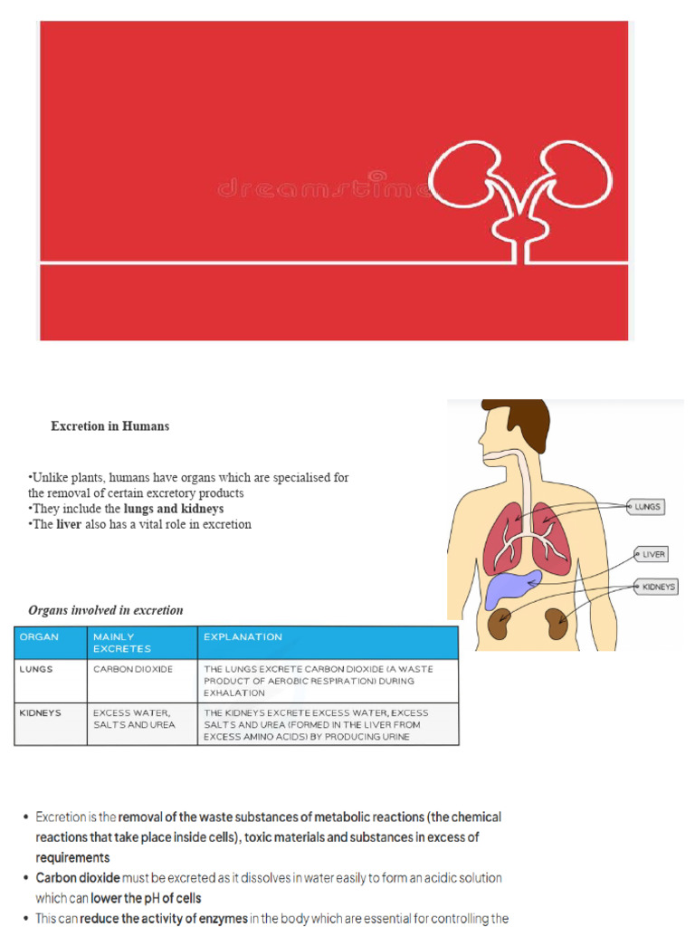 Excretion in Humans 1 | PDF | Kidney | Urinary System
