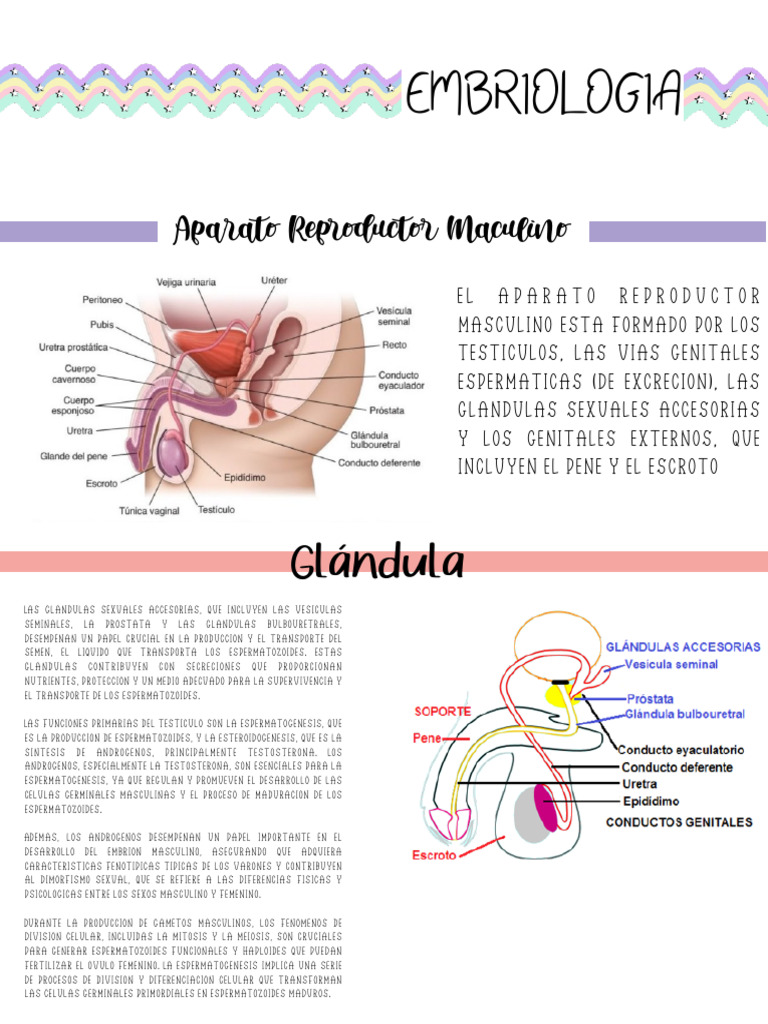 Estructura y Función del Aparato Reproductor Masculino | PDF ...