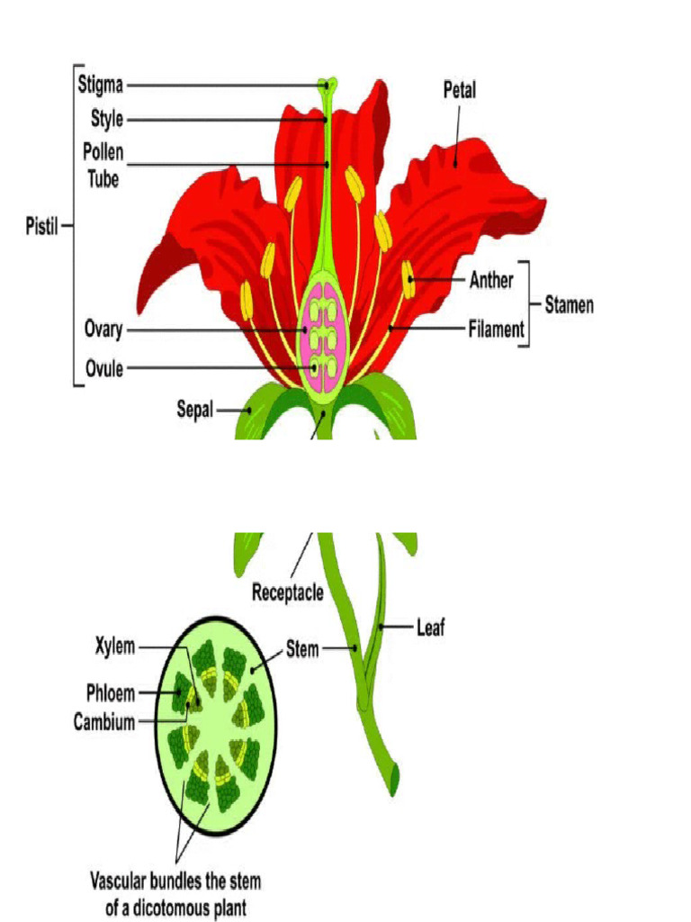 Grade 5 Flower | PDF