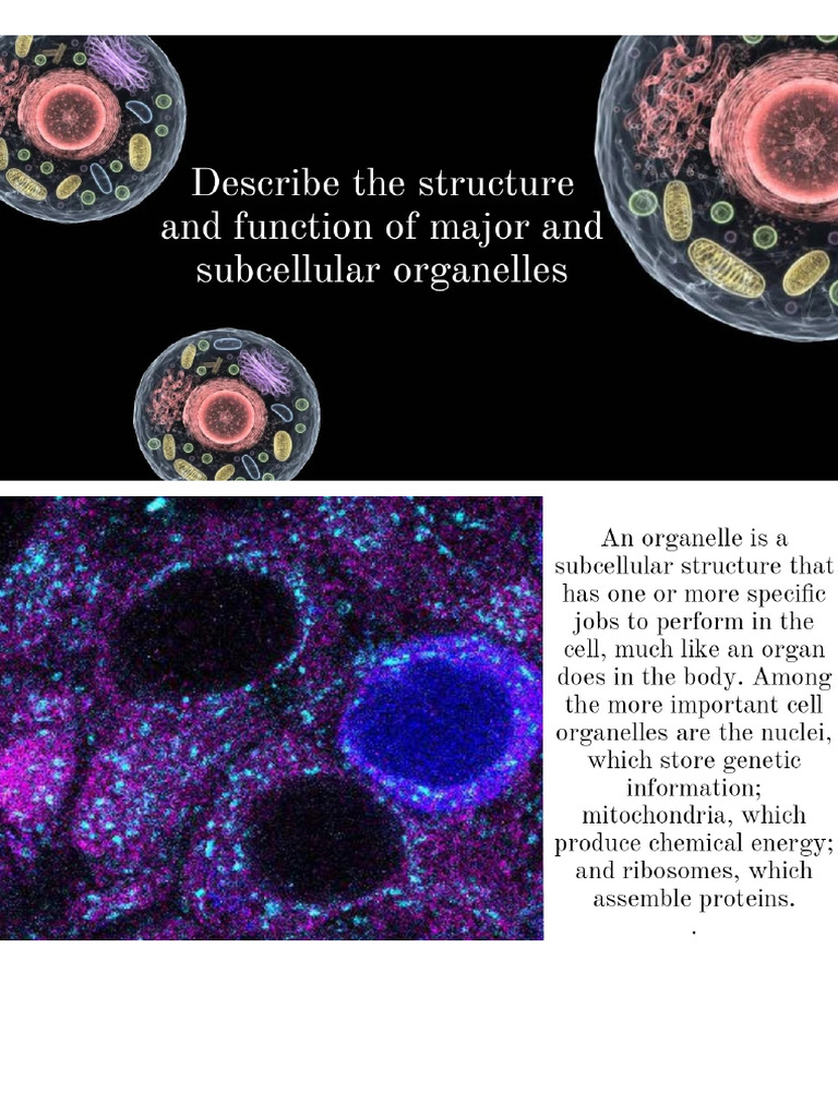 Subcellular Organelles | PDF