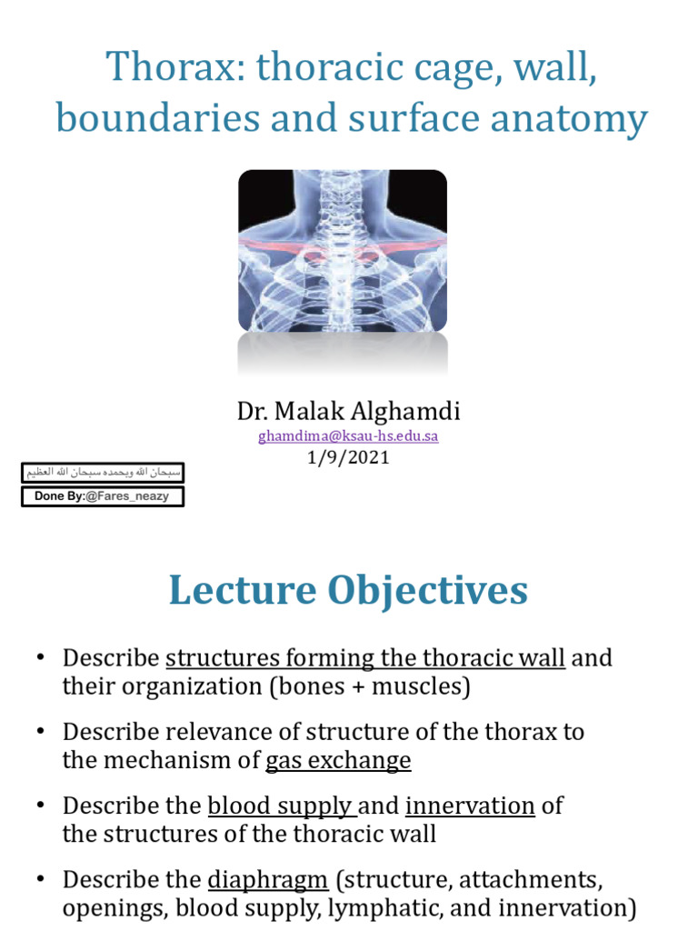 Thoracic Cage Anatomy and Function | PDF | Vertebra | Thorax
