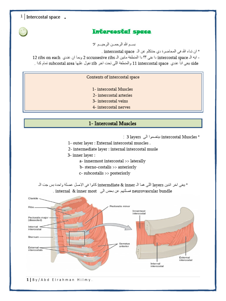 Intercostal Space Anatomy Overview | PDF | Thorax | Anatomy