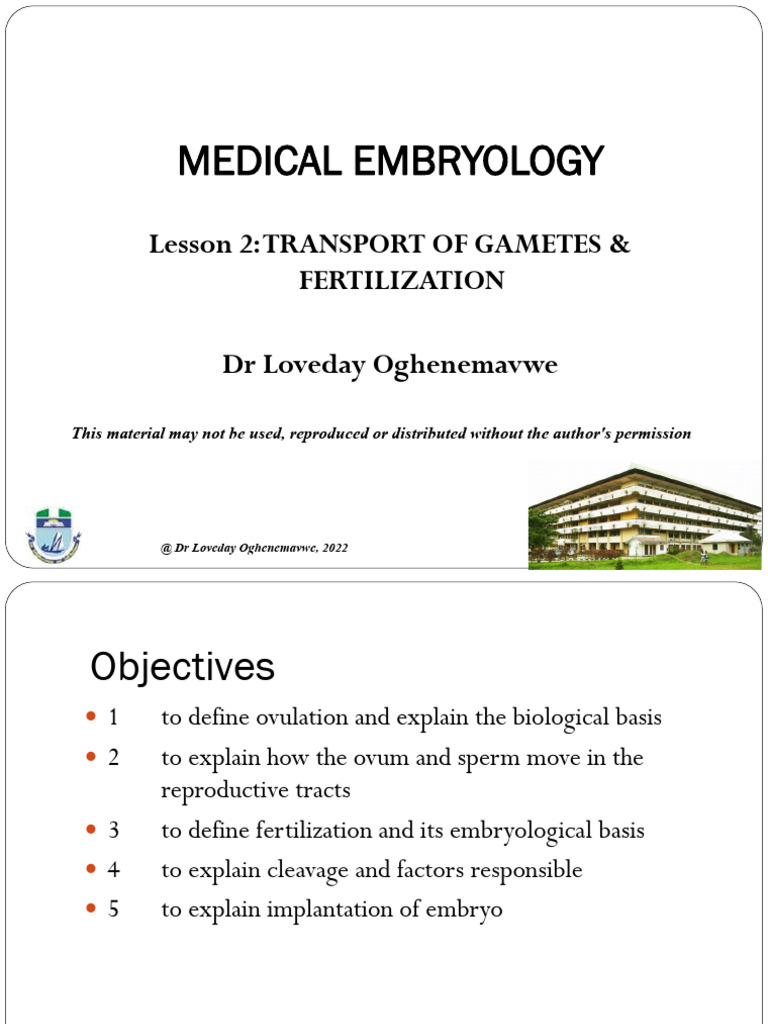 Embryology Lecture Note 2 Pdf Luteinizing Hormone Fertilisation