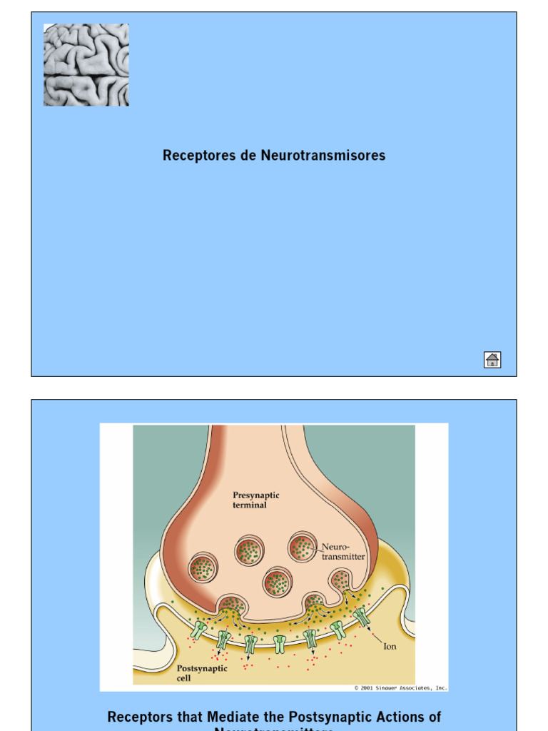 05.receptores de Neurotransmisores | PDF | Receptor (Bioquímica ...