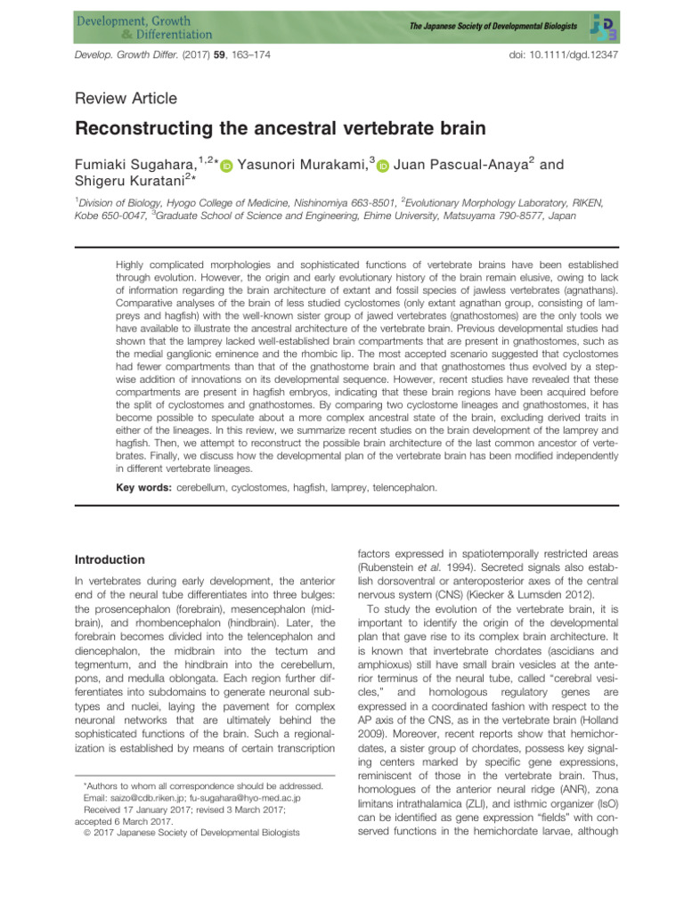 Brain Cyclostomes | Download Free PDF | Cerebellum | Vertebrates