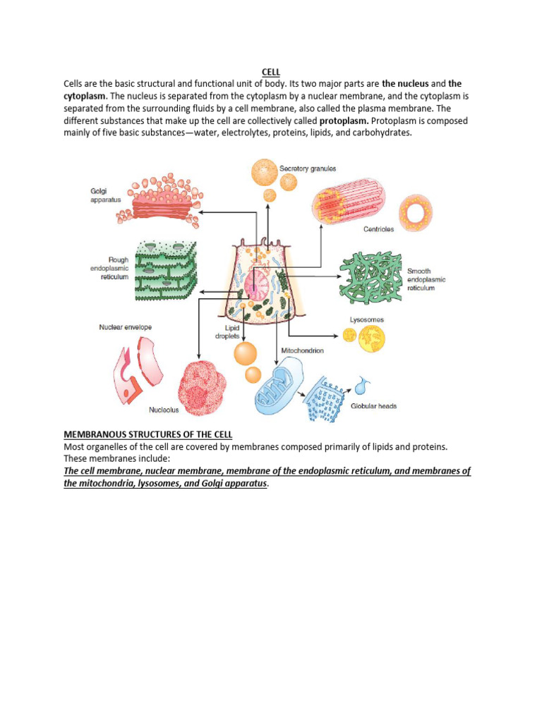 Cell Handouts | PDF | Endoplasmic Reticulum | Mitochondrion