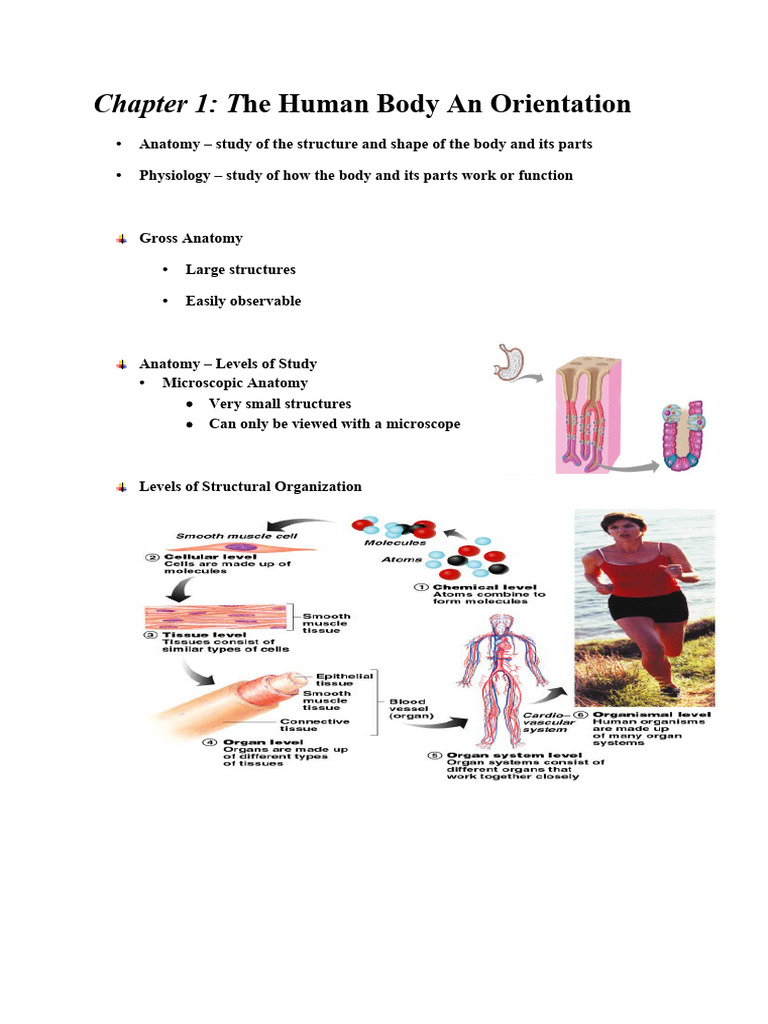 Anaphy | PDF | Homeostasis | Human Body